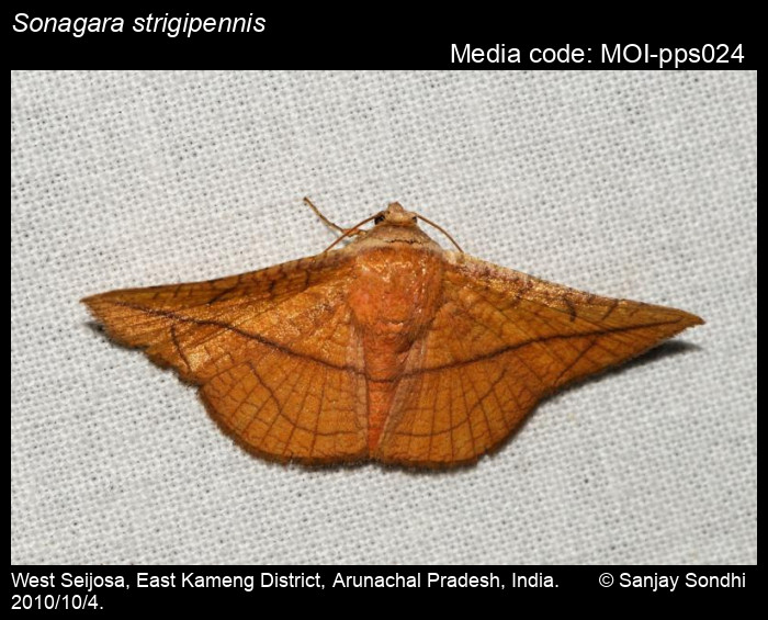 Sonagara strigipennis Moore, 1882 - | Moths
